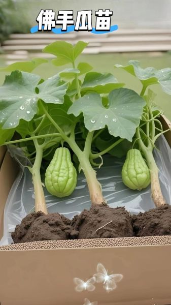 佛手瓜苗能吃吗_佛手瓜苗怎么吃-第1张图片-山城妙识