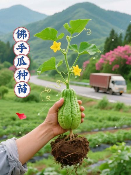 佛手瓜苗能吃吗_佛手瓜苗怎么吃-第2张图片-山城妙识