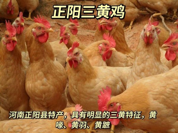 三黄鸡为什么叫三黄鸡_三黄鸡名字的由来-第1张图片-山城妙识