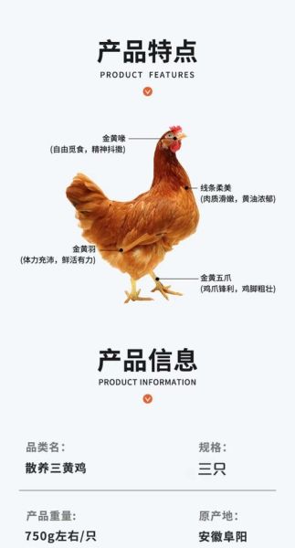 三黄鸡为什么叫三黄鸡_三黄鸡名字的由来-第2张图片-山城妙识