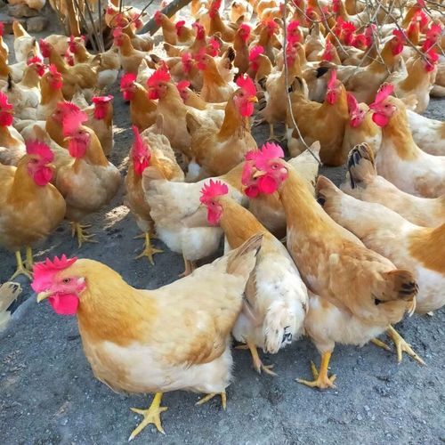 三黄鸡为什么叫三黄鸡_三黄鸡名字的由来-第3张图片-山城妙识