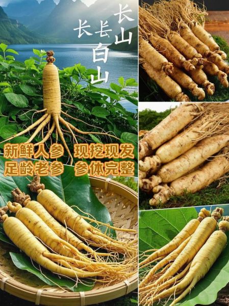 东北人参多少钱一斤_东北人参价格表2024最新行情-第2张图片-山城妙识 东北人参多少钱一斤_东北人参价格表2024最新行情-第2张图片-山城妙识