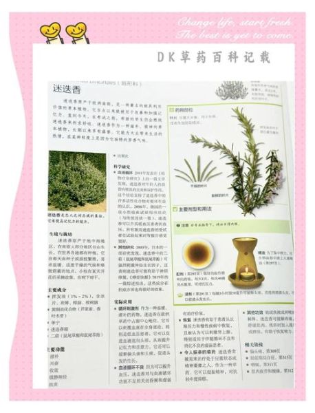 迷迭香的功效与作用_迷迭香使用禁忌有哪些-第2张图片-山城妙识