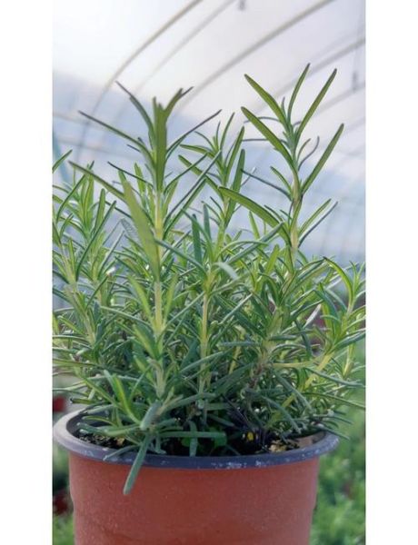 迷迭香的功效与作用_迷迭香使用禁忌有哪些-第3张图片-山城妙识