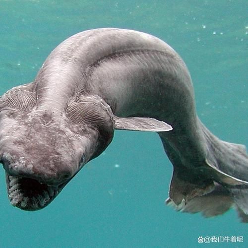 深海鱼类有哪些_深海鱼常见品种-第2张图片-山城妙识