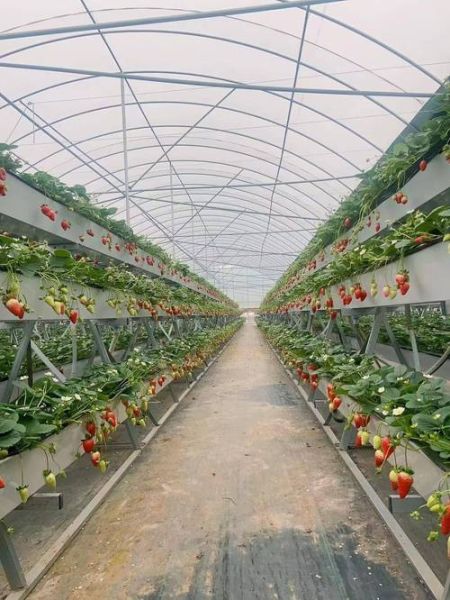 草莓种植大棚怎么建_草莓大棚一年利润多少-第1张图片-山城妙识