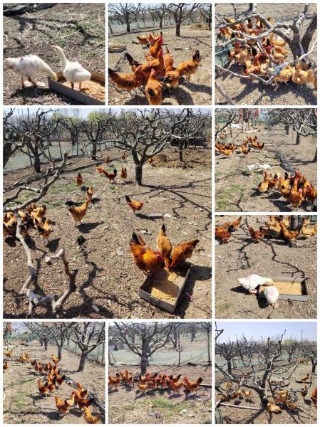 草鸡了怎么办_草鸡了还能活吗-第2张图片-山城妙识