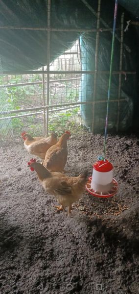 草鸡了怎么办_草鸡了还能活吗-第1张图片-山城妙识