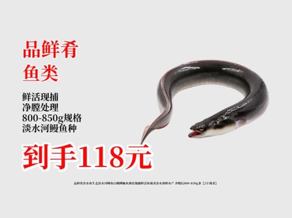 河鳗多少钱一斤_河鳗价格受哪些因素影响-第1张图片-山城妙识