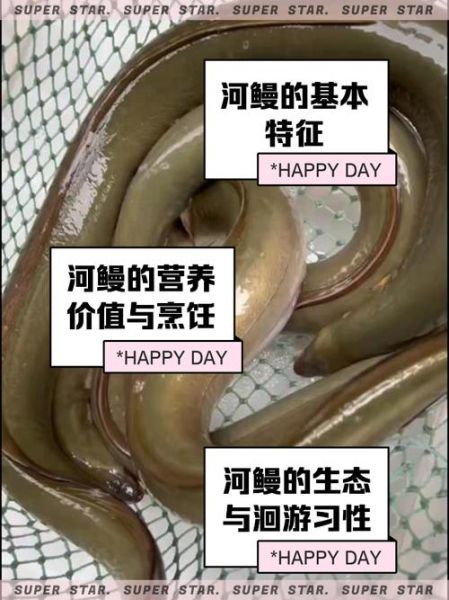 河鳗多少钱一斤_河鳗价格受哪些因素影响-第2张图片-山城妙识
