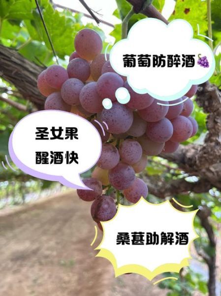 解酒水果哪个最快_酒后吃什么水果解酒最有效-第3张图片-山城妙识