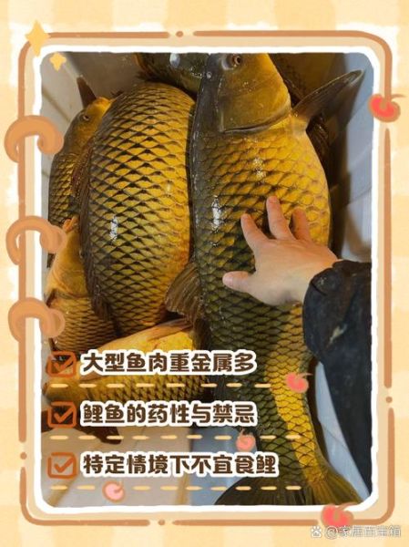 女人为什么不能吃鲤鱼_鲤鱼禁忌人群-第1张图片-山城妙识 女人为什么不能吃鲤鱼_鲤鱼禁忌人群-第1张图片-山城妙识