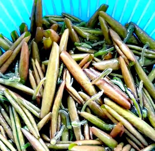 莼菜怎么吃最营养_莼菜的功效与作用有哪些-第3张图片-山城妙识 莼菜怎么吃最营养_莼菜的功效与作用有哪些-第3张图片-山城妙识