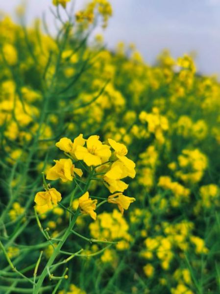 油菜花图片哪里拍最美_农村油菜花风景怎么拍-第1张图片-山城妙识 油菜花图片哪里拍最美_农村油菜花风景怎么拍-第1张图片-山城妙识