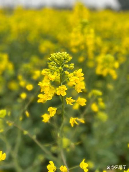 油菜花图片哪里拍最美_农村油菜花风景怎么拍-第3张图片-山城妙识 油菜花图片哪里拍最美_农村油菜花风景怎么拍-第3张图片-山城妙识