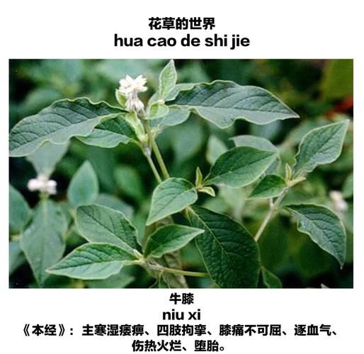 怀牛膝的功效与作用及禁忌_怀牛膝什么人不能吃-第3张图片-山城妙识 怀牛膝的功效与作用及禁忌_怀牛膝什么人不能吃-第3张图片-山城妙识