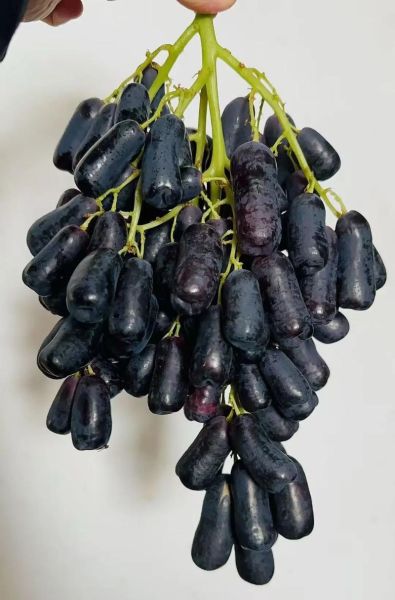 金手指葡萄好吃吗_金手指葡萄多少钱一斤-第1张图片-山城妙识