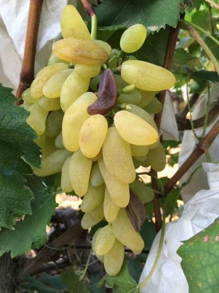 金手指葡萄好吃吗_金手指葡萄多少钱一斤-第3张图片-山城妙识