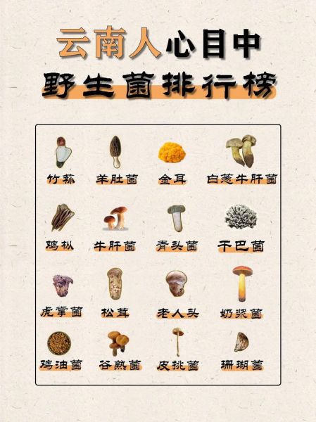 最名贵食用菌有哪些_最名贵食用菌价格排行-第2张图片-山城妙识 最名贵食用菌有哪些_最名贵食用菌价格排行-第2张图片-山城妙识