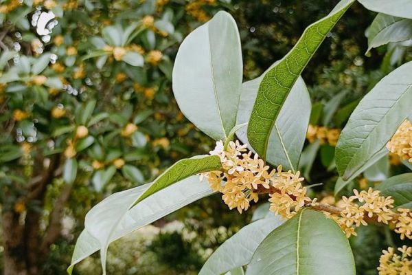 干桂花怎么吃_干桂花食用方法大全-第1张图片-山城妙识