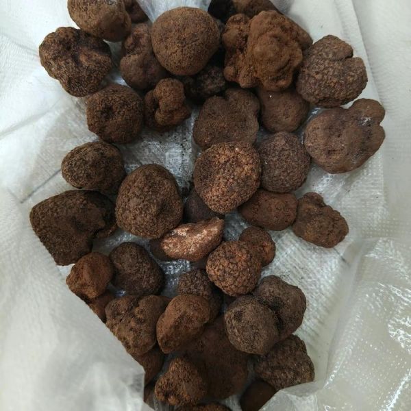 松露是什么东西_松露为什么这么贵-第2张图片-山城妙识 松露是什么东西_松露为什么这么贵-第2张图片-山城妙识