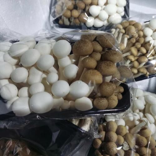 蟹味菇和白玉菇的区别_哪个更好吃-第2张图片-山城妙识 蟹味菇和白玉菇的区别_哪个更好吃-第2张图片-山城妙识