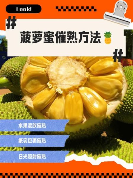 菠萝蜜一晚上怎么催熟_最快方法-第2张图片-山城妙识