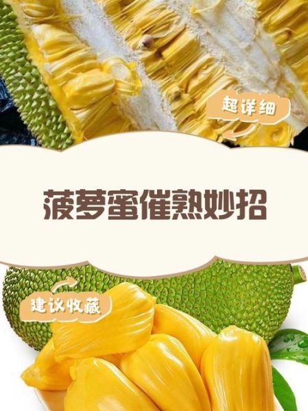 菠萝蜜一晚上怎么催熟_最快方法-第3张图片-山城妙识