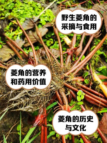 野菱角长什么样_野菱角能吃吗-第1张图片-山城妙识