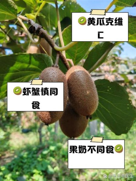 奇异果不能和什么一起吃_吃了会中毒吗-第1张图片-山城妙识