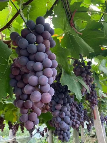 夏黑葡萄怎么洗才干净_夏黑葡萄清洗方法-第1张图片-山城妙识