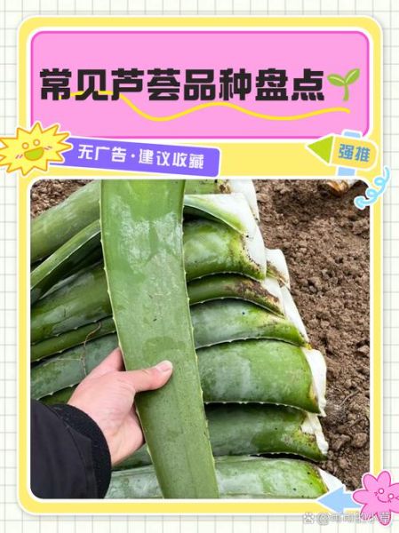 芦荟有几种_哪种最好-第1张图片-山城妙识