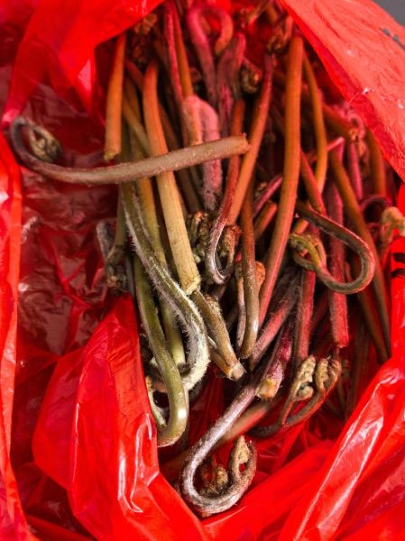 袋装蕨菜怎么泡发_袋装蕨菜的做法大全-第2张图片-山城妙识 袋装蕨菜怎么泡发_袋装蕨菜的做法大全-第2张图片-山城妙识