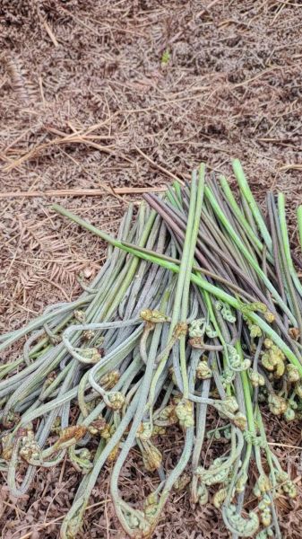 袋装蕨菜怎么泡发_袋装蕨菜的做法大全-第1张图片-山城妙识 袋装蕨菜怎么泡发_袋装蕨菜的做法大全-第1张图片-山城妙识