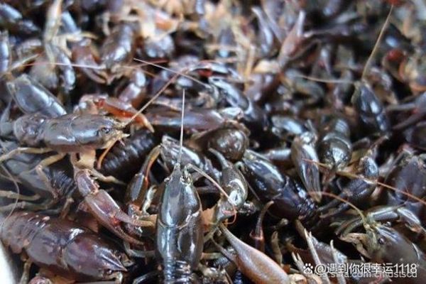 喇蛄豆腐怎么做_喇蛄豆腐的家常做法-第2张图片-山城妙识 喇蛄豆腐怎么做_喇蛄豆腐的家常做法-第2张图片-山城妙识