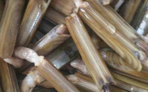 蛏子怎么读_蛏子读音是什么-第2张图片-山城妙识 蛏子怎么读_蛏子读音是什么-第2张图片-山城妙识