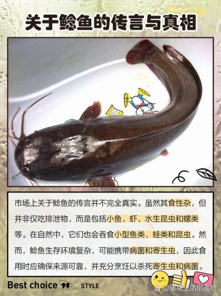 吃鲶鱼有什么禁忌吗_鲶鱼不能和什么一起吃-第3张图片-山城妙识