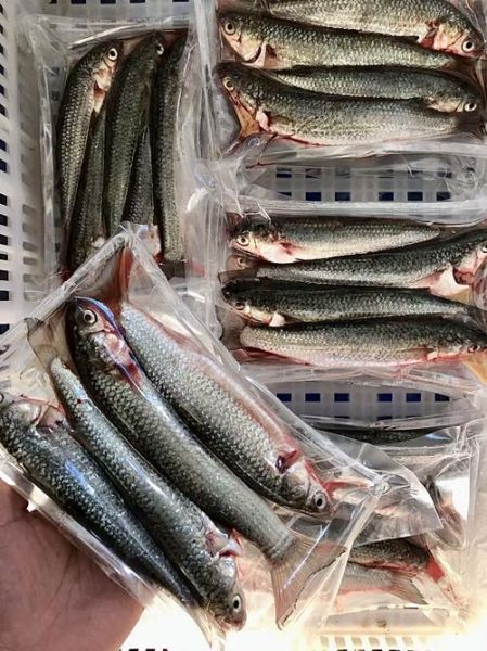 尖嘴淡水鱼有哪些_尖嘴淡水鱼种类图片大全-第1张图片-山城妙识