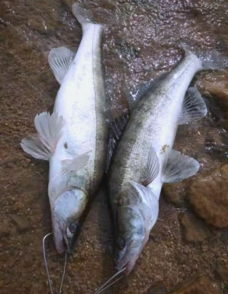 尖嘴淡水鱼有哪些_尖嘴淡水鱼种类图片大全-第2张图片-山城妙识