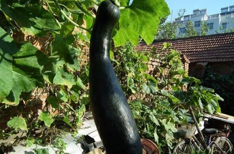 方瓜的功效与作用禁忌_方瓜怎么吃不上火-第2张图片-山城妙识