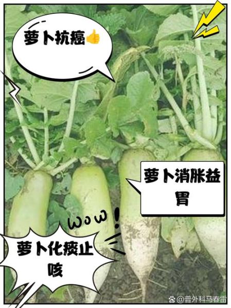大萝卜的营养价值_大萝卜的功效与作用-第1张图片-山城妙识