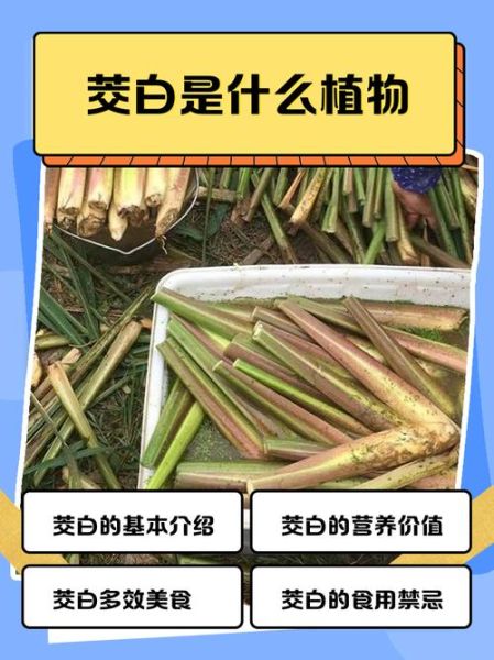 菰米和茭白是什么关系_菰米为什么变茭白-第1张图片-山城妙识 菰米和茭白是什么关系_菰米为什么变茭白-第1张图片-山城妙识