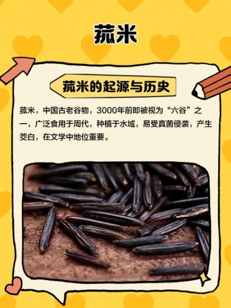 菰米和茭白是什么关系_菰米为什么变茭白-第3张图片-山城妙识 菰米和茭白是什么关系_菰米为什么变茭白-第3张图片-山城妙识