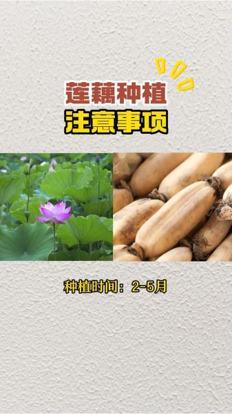 莲藕什么时候种植_莲藕种植最佳时间-第1张图片-山城妙识