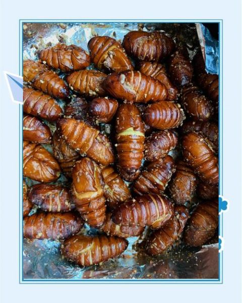 烤蚕蛹怎么吃_烤蚕蛹的做法大全-第3张图片-山城妙识 烤蚕蛹怎么吃_烤蚕蛹的做法大全-第3张图片-山城妙识