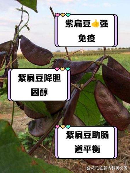 扁豆的功效与作用_扁豆怎么吃最营养-第3张图片-山城妙识