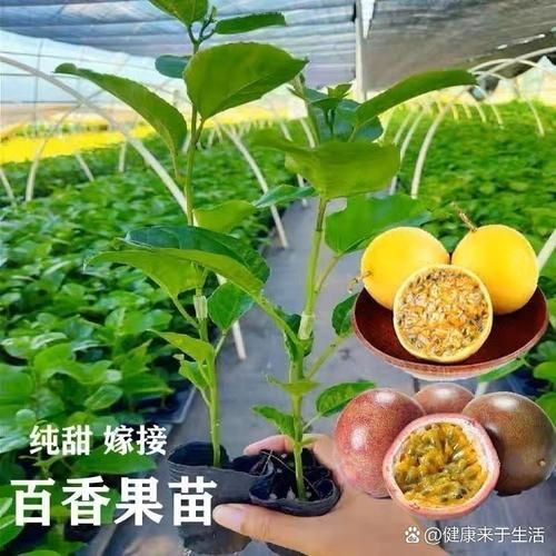 每天两个百香果一年后_身体会发生什么变化-第3张图片-山城妙识