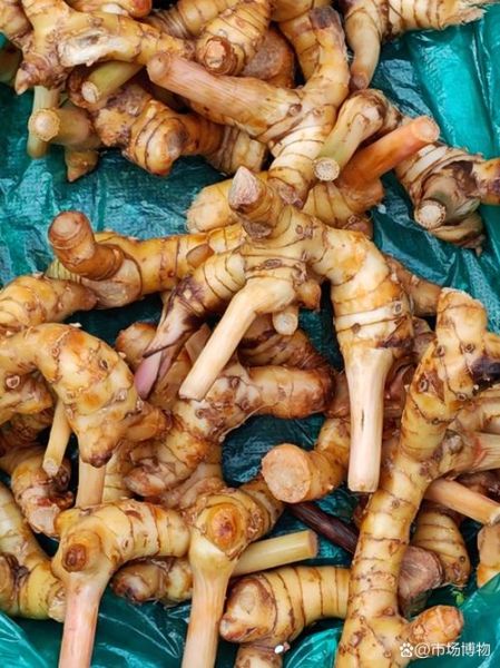 南姜的功效与作用_南姜的禁忌人群有哪些-第3张图片-山城妙识