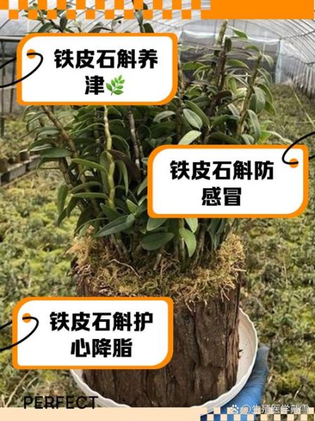 铁皮石斛对女人有什么好处_女人吃铁皮石斛多久见效-第3张图片-山城妙识 铁皮石斛对女人有什么好处_女人吃铁皮石斛多久见效-第3张图片-山城妙识