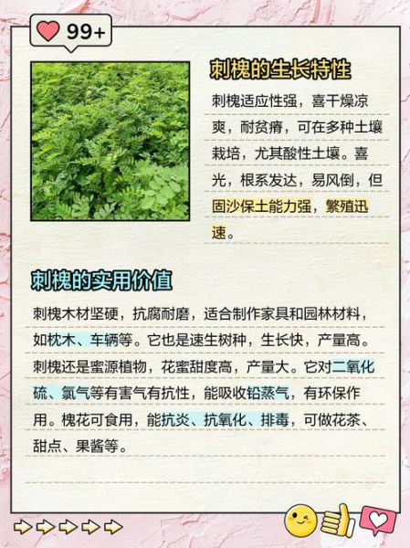 刺槐树苗多少钱一棵_刺槐树苗价格影响因素-第2张图片-山城妙识